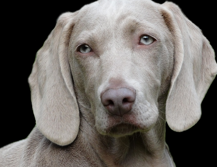 Bad Dog: How to Curb a Biting Problem on Your Own – Play Pet Brands