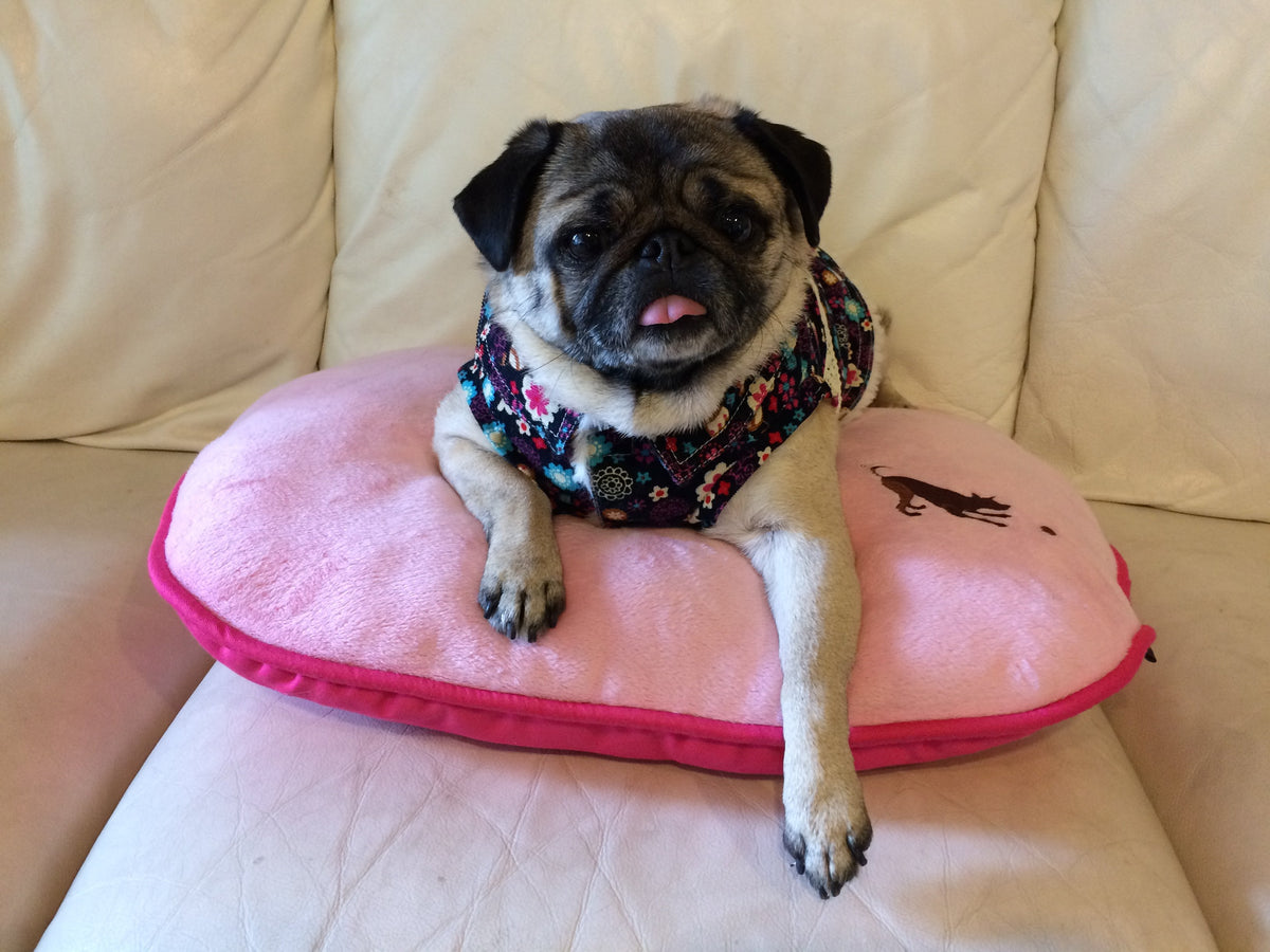 Momo Monday: Time to Put Love on Top – Play Pet Brands