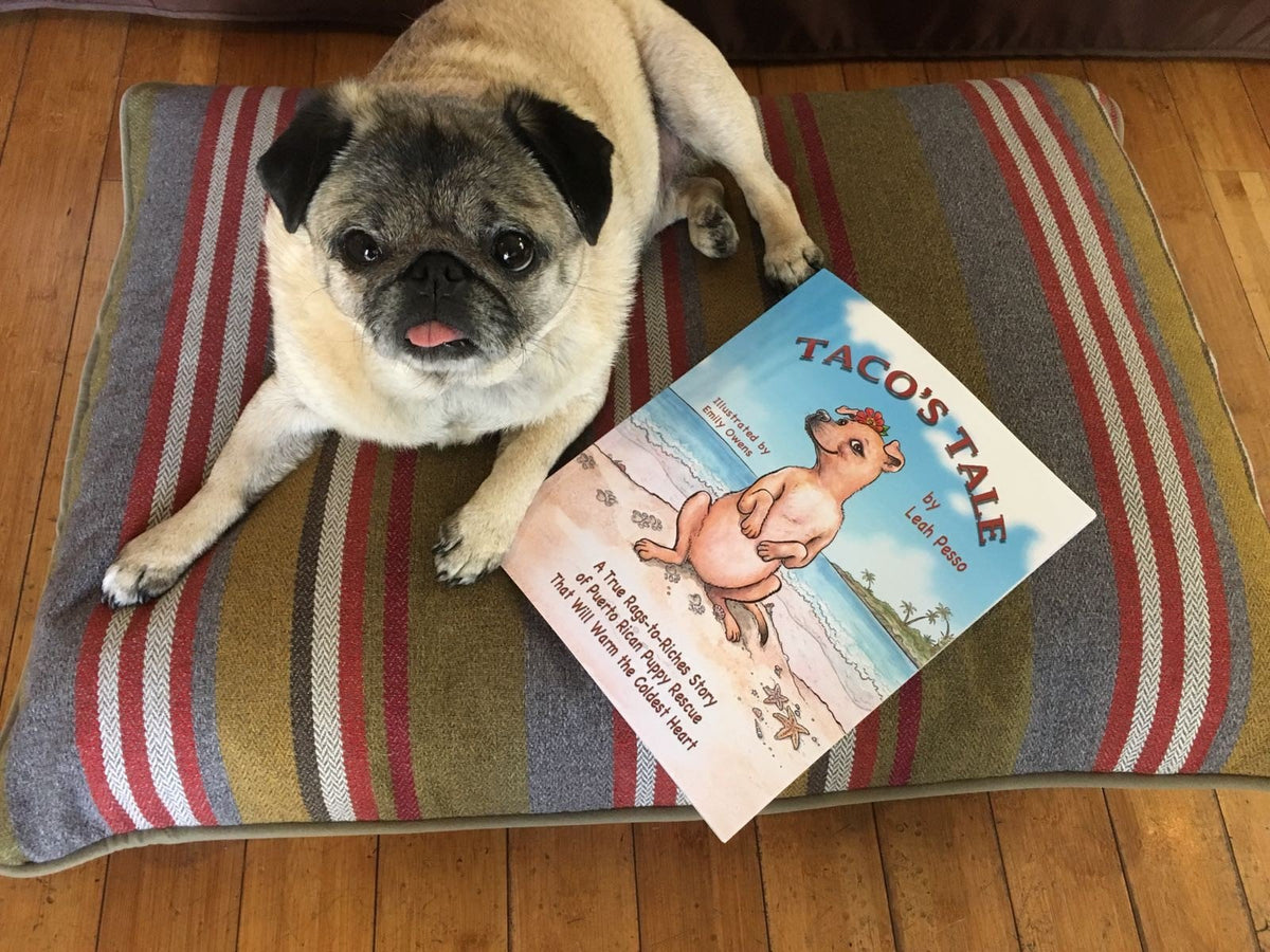 Momo Monday: Check Out These Smarty Pants! – Play Pet Brands