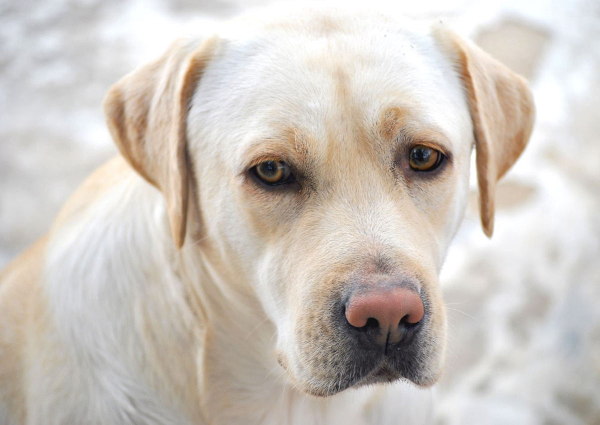 Signs of Aggression: How to Tell If Your Dog is Agitated – Play Pet Brands