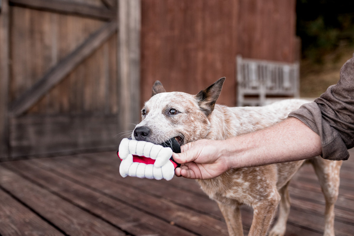 Howling Haunts Dog Toy: Barky's Bite by Play Pet Brands