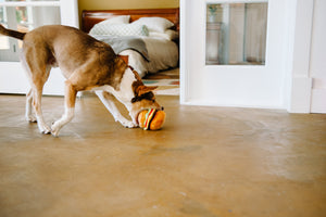 Barky Burger: American Classic Dog Plush Toy – Play Pet Brands